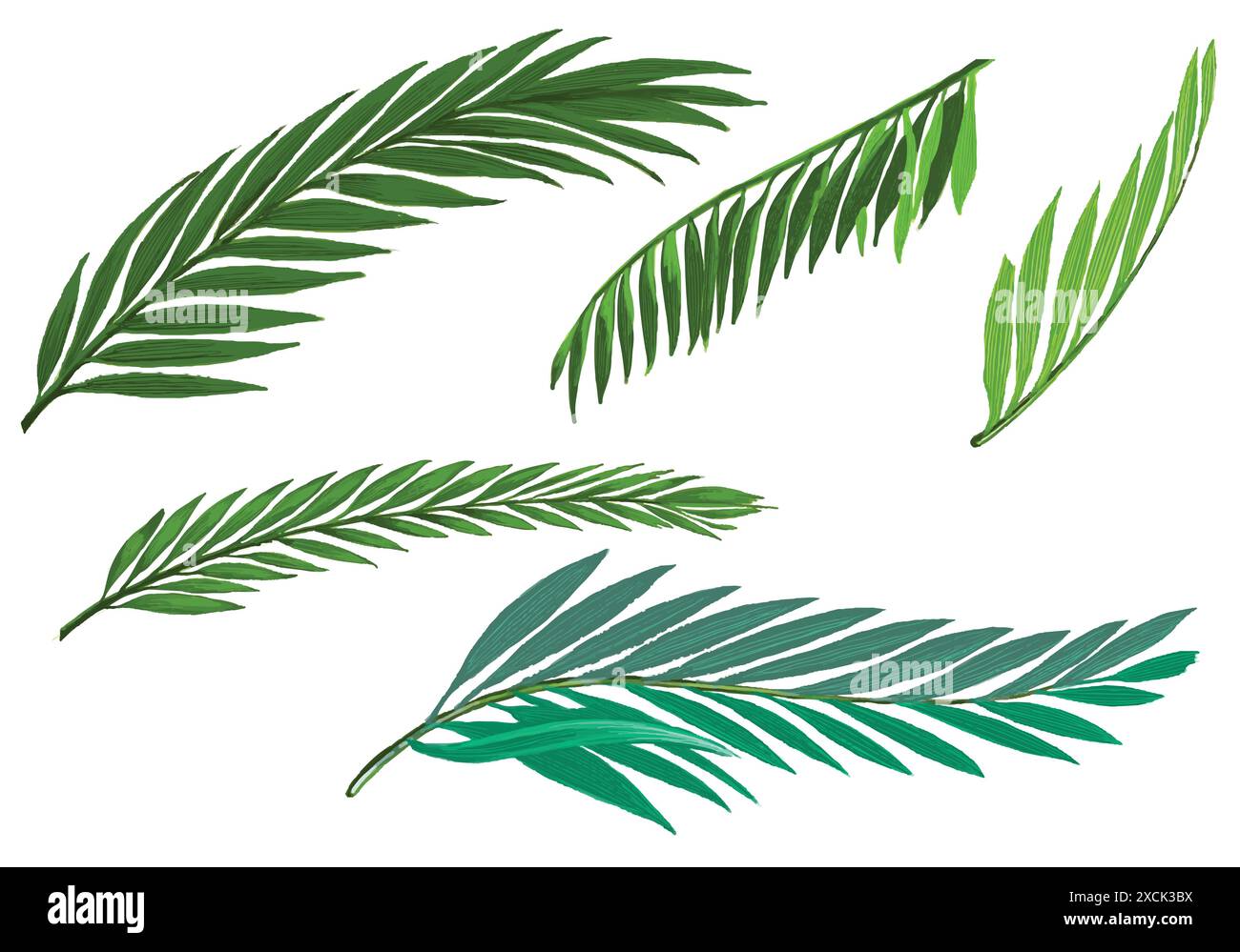 Palm leaves set Stock Vector Images - Alamy