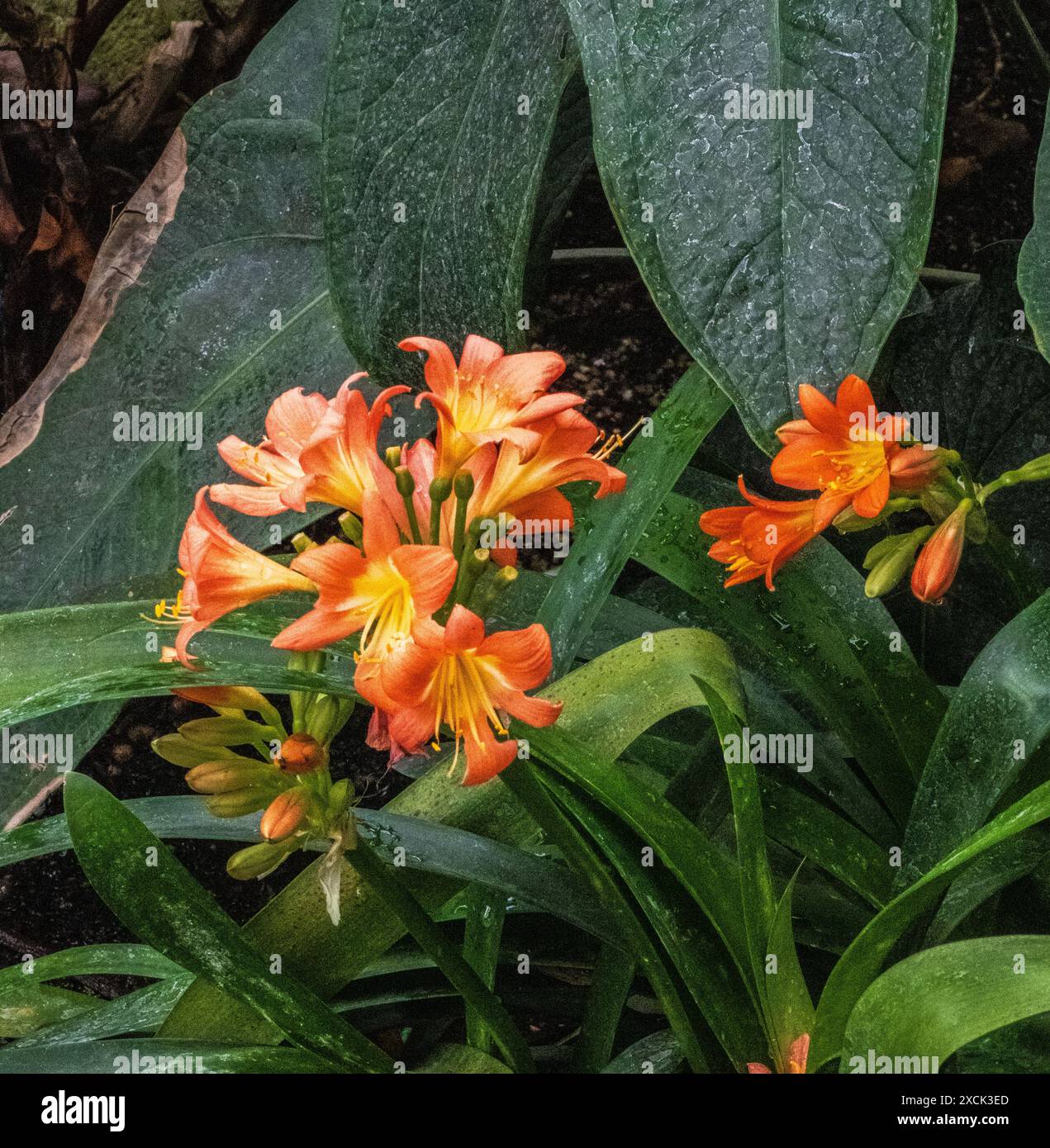 Clivia miniata, the Natal lily or bush lily Stock Photo - Alamy