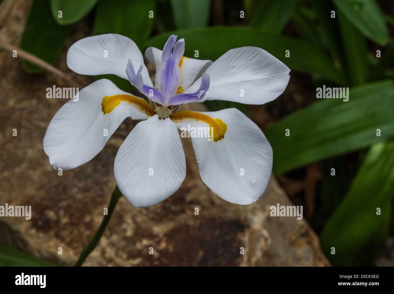 Large Wild Iris. Dietes grandiflora, commonly named fortnight lily ...
