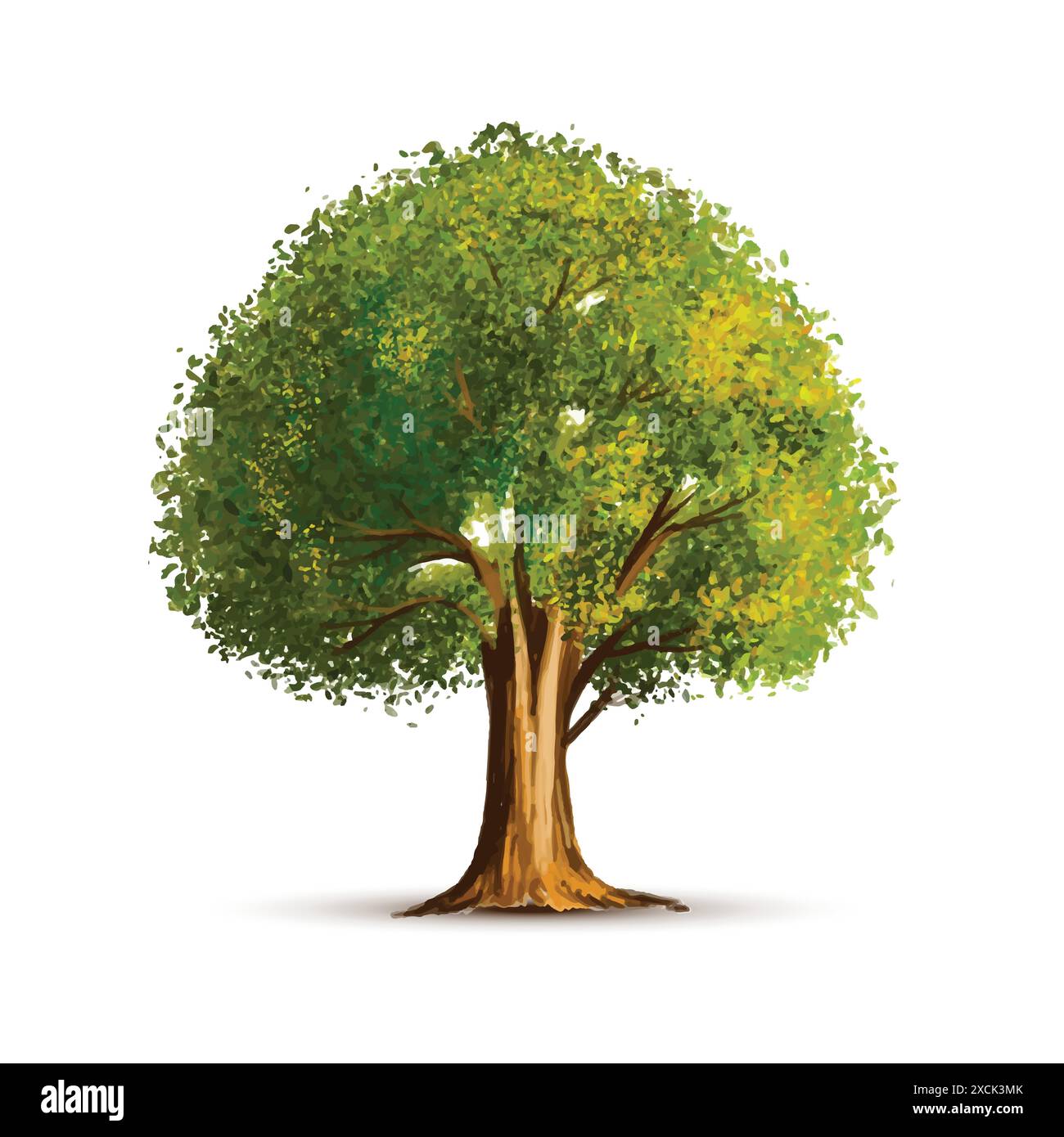 Branches maple tree green leaves Stock Vector Images - Alamy