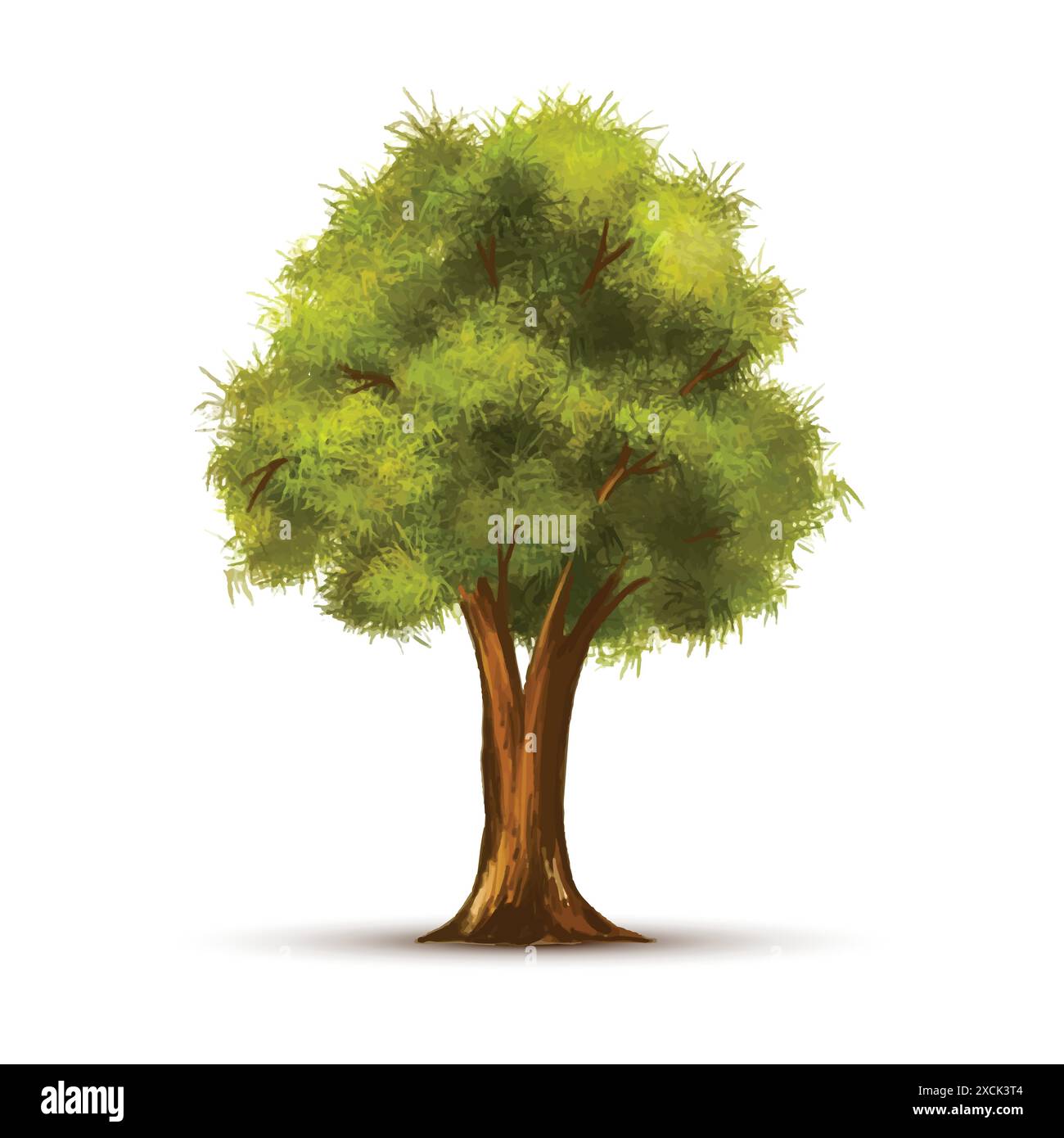 Beautiful branches oak tree Cut Out Stock Images & Pictures - Alamy