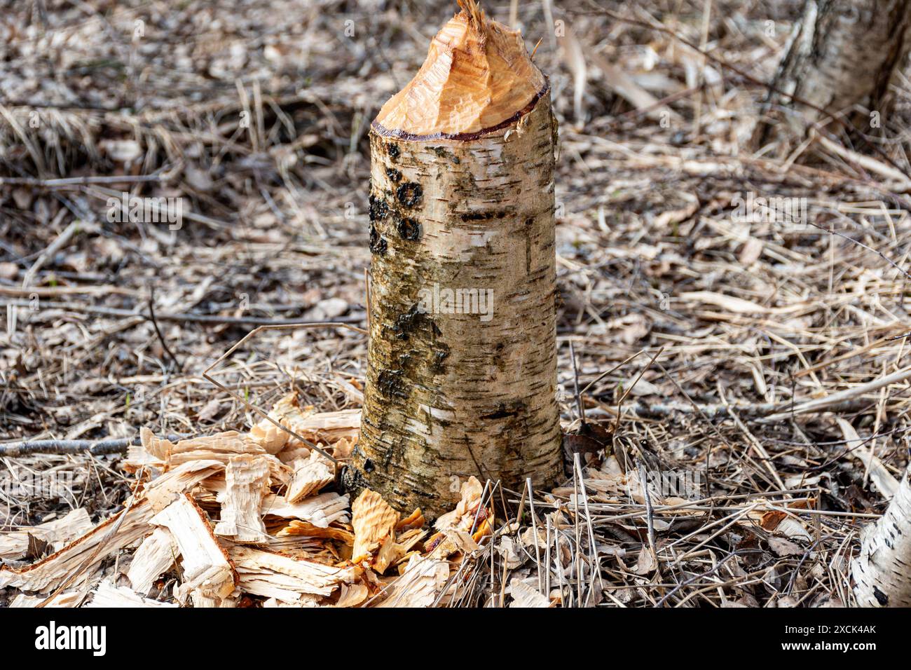 Forest growing around beavers, tree trunks felled by beavers, early ...