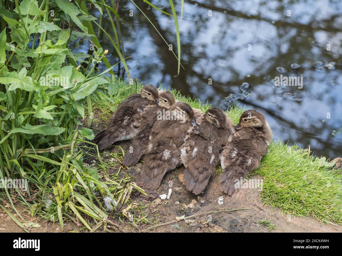 Clutch of Mandarin Duck (Aix galericulata) chicks in Richmond Park ...