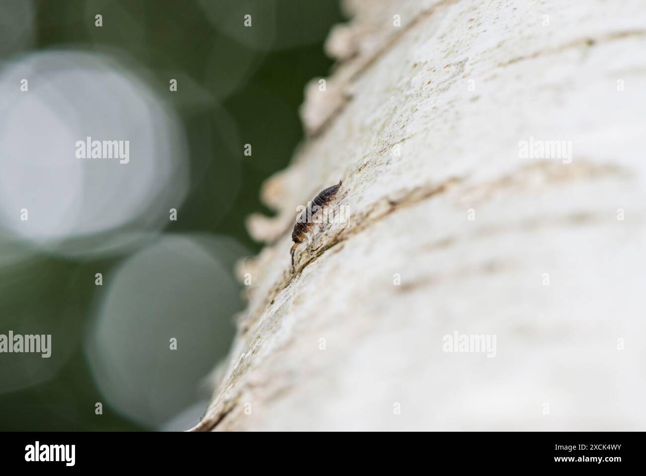 Common Rough Woodlouse (Porcellio scaber) on a Silver Birch tree Stock ...