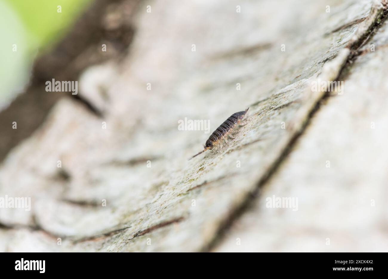 Common Rough Woodlouse (Porcellio scaber) on a Silver Birch tree Stock ...