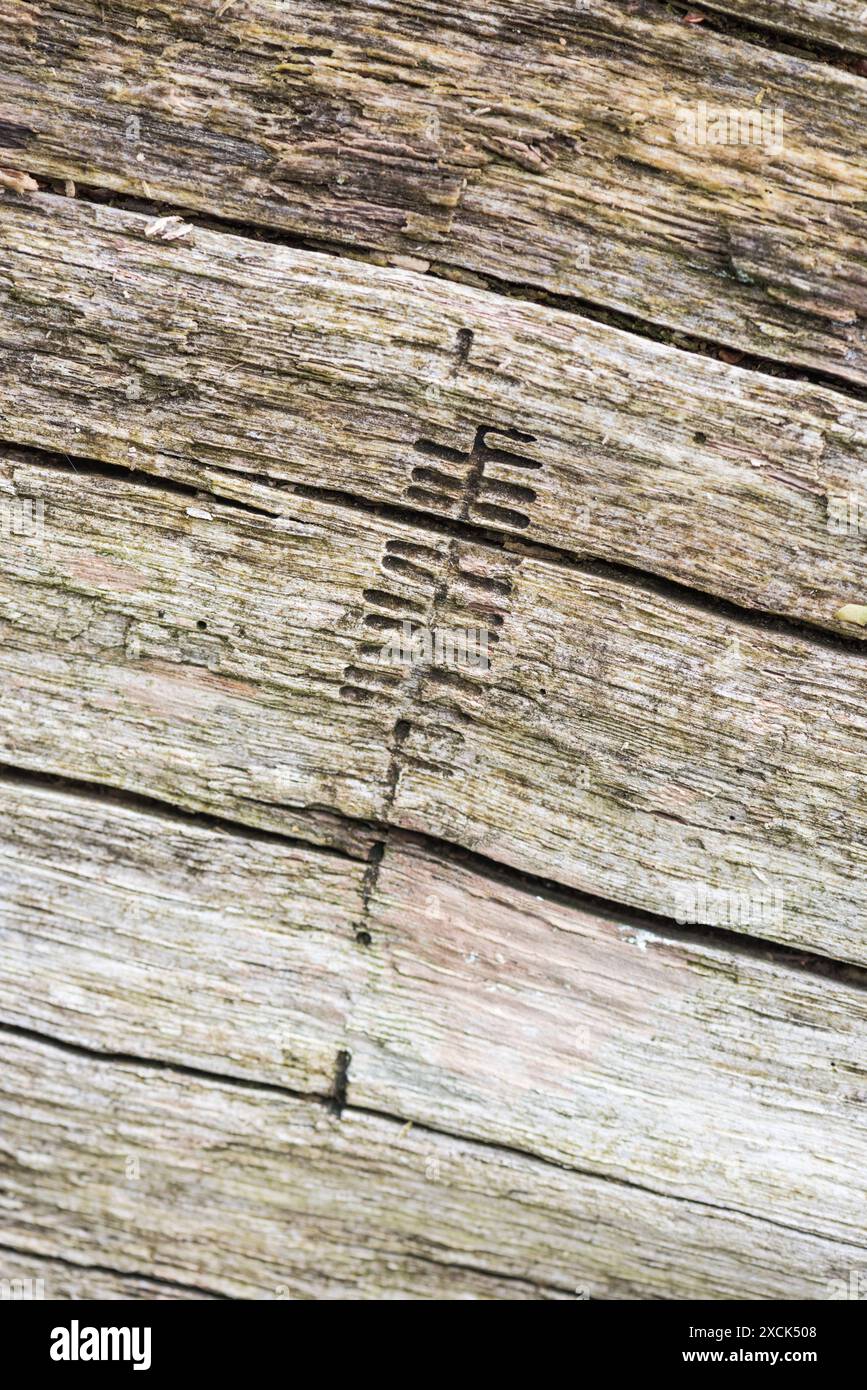 A feather shaped beetle gallery (created by a beetle larva) in a tree ...