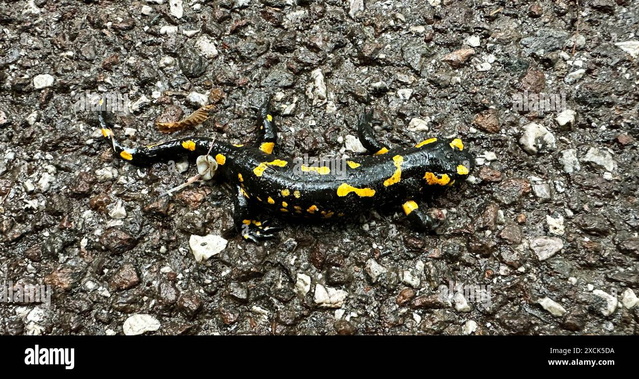 Rare black fire salamander hi-res stock photography and images - Alamy