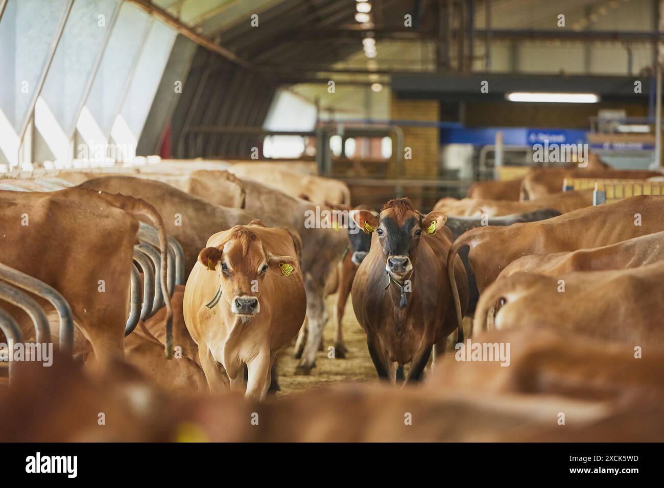 Cute Jersey cows on a farm in Denmark Stock Photo - Alamy