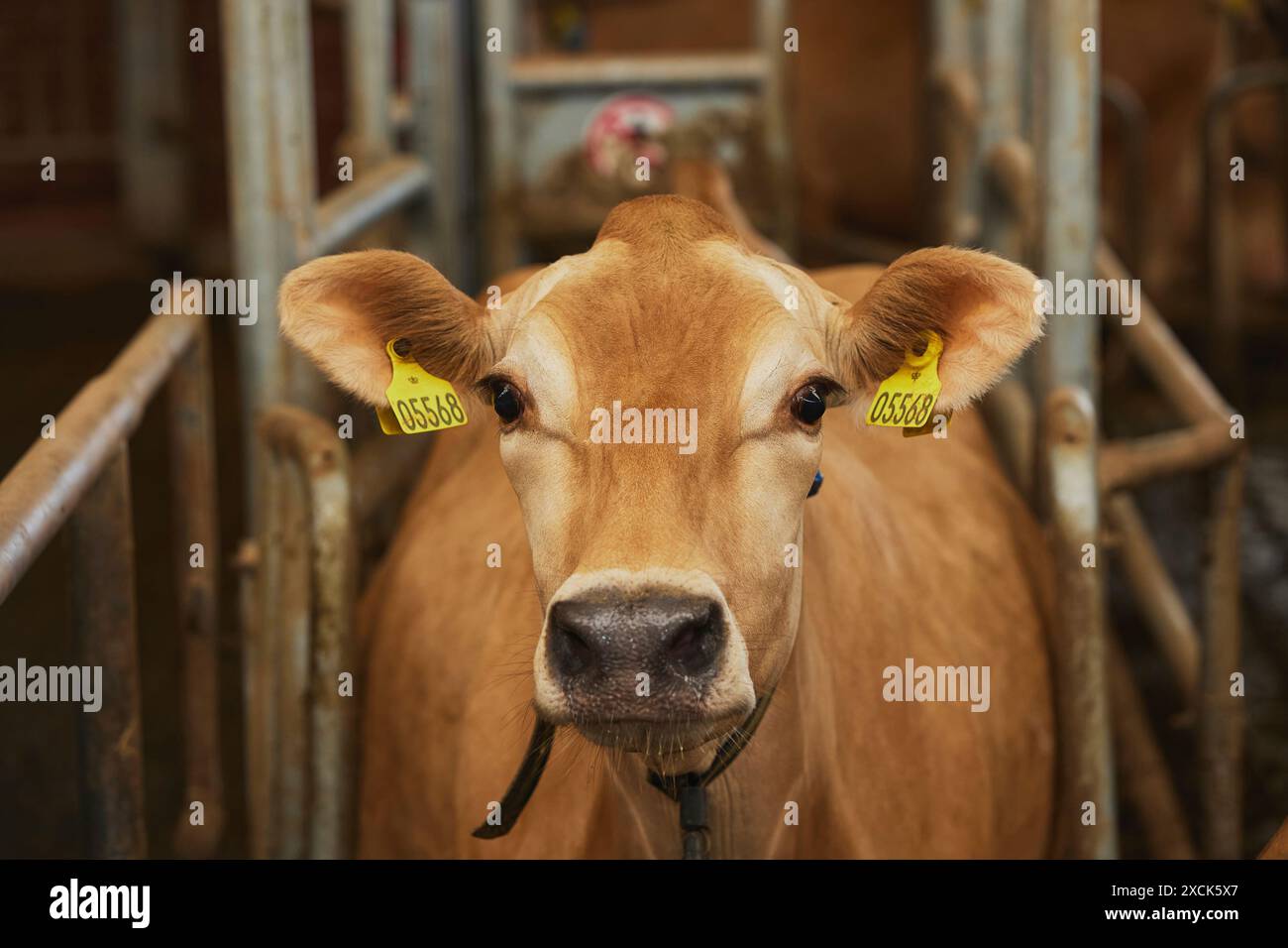 Jersey cow on a farm in Denmark Stock Photo - Alamy