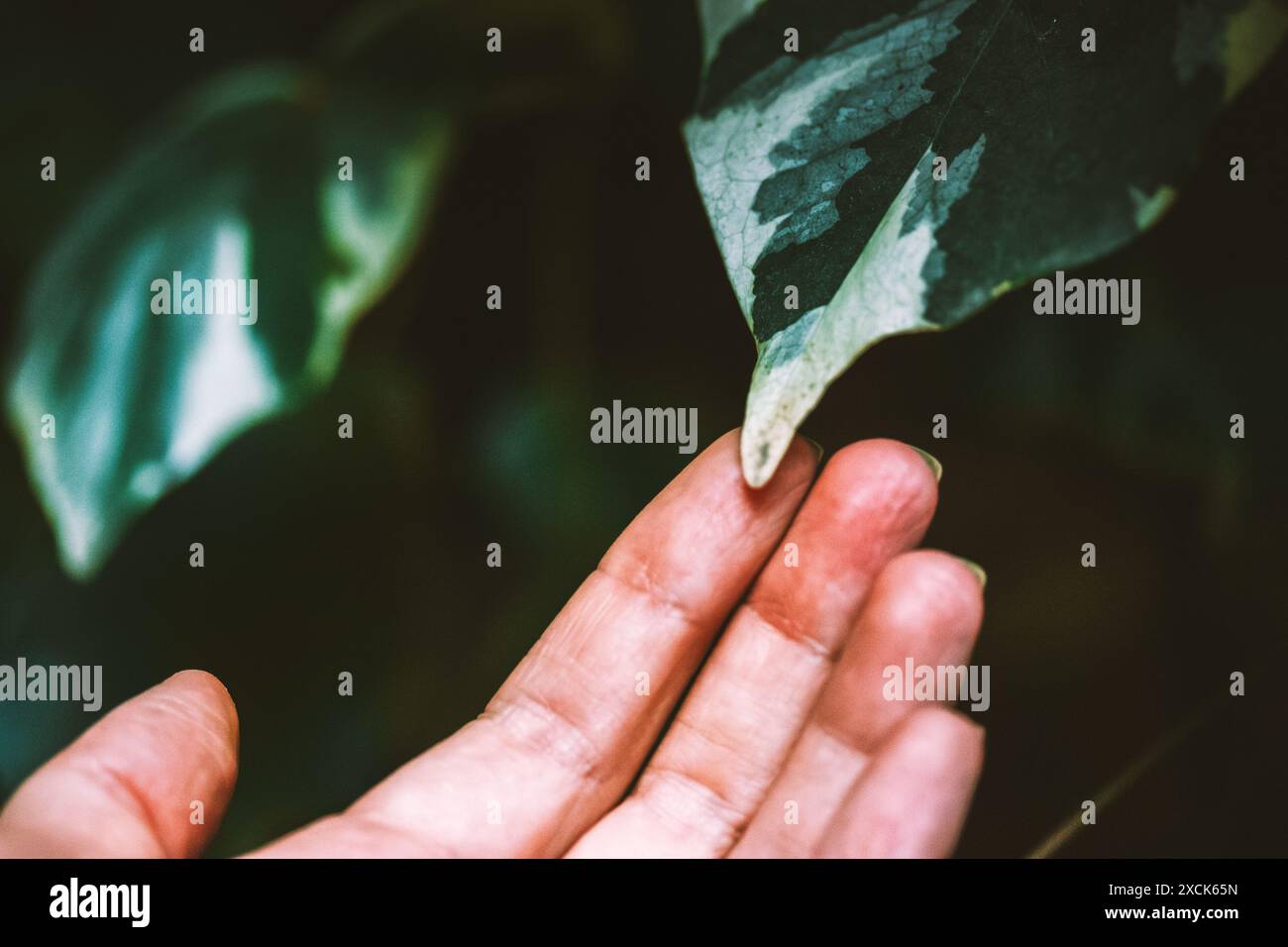 Algerian ivy 'Gloire de Marengo' evergreen climber plant with dark ...