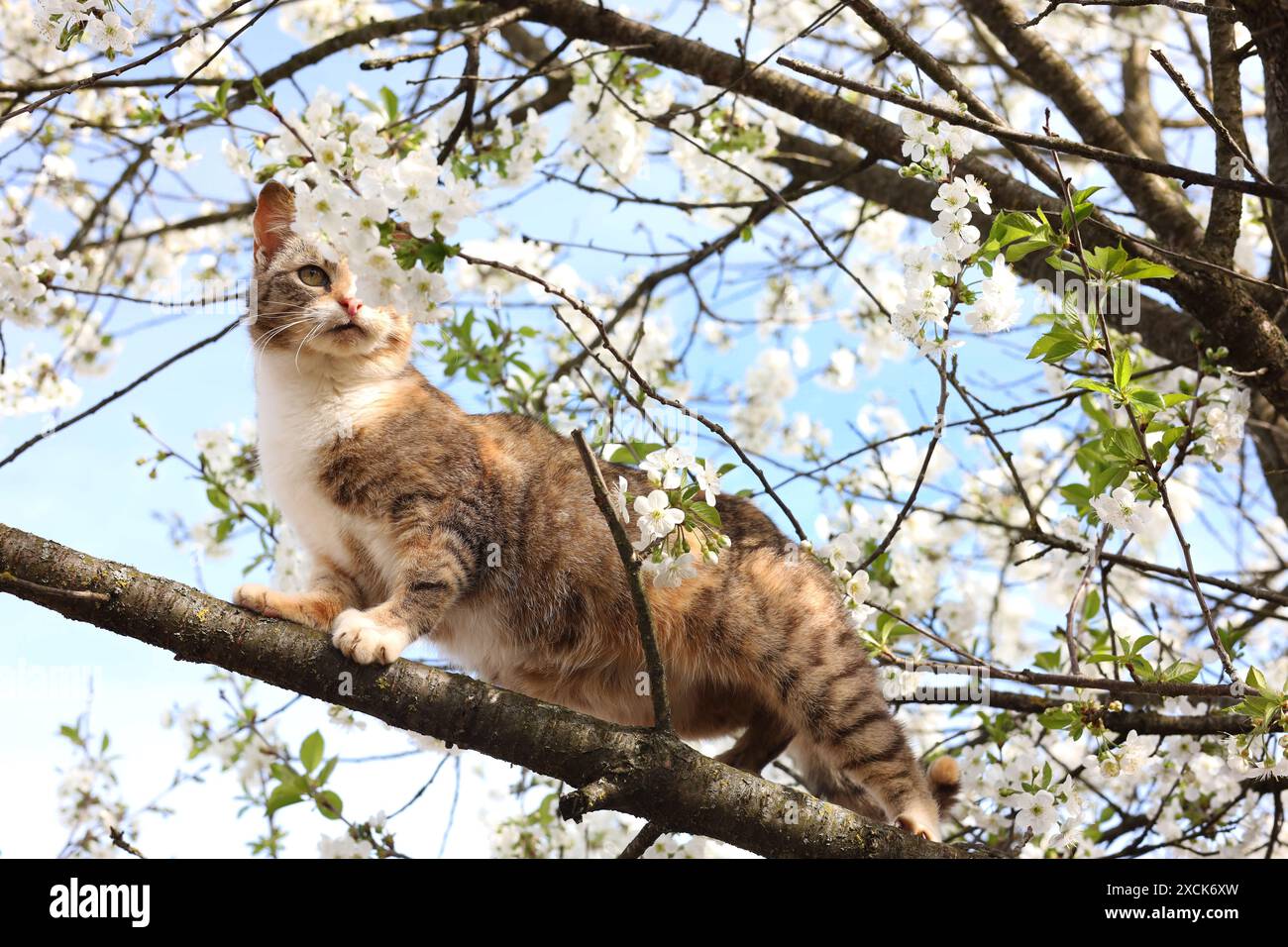 Domestic cat cherry tree hi-res stock photography and images - Alamy
