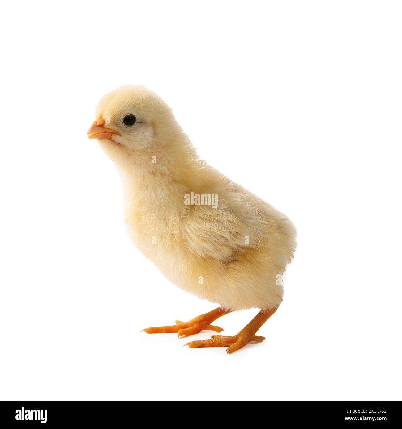 One cute chick isolated on white. Baby animal Stock Photo - Alamy