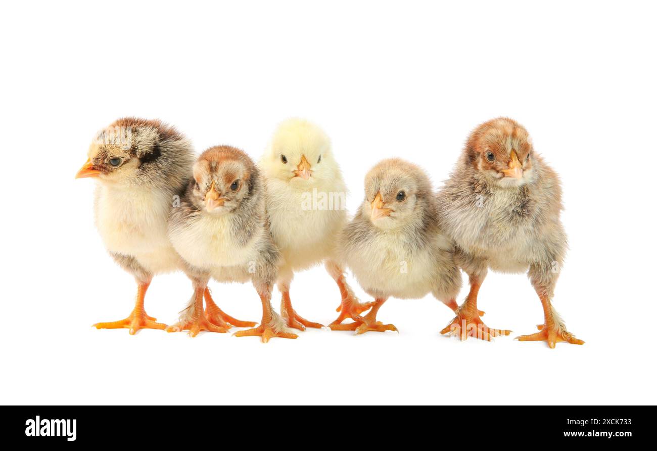 Many cute chicks isolated on white. Baby animals Stock Photo - Alamy