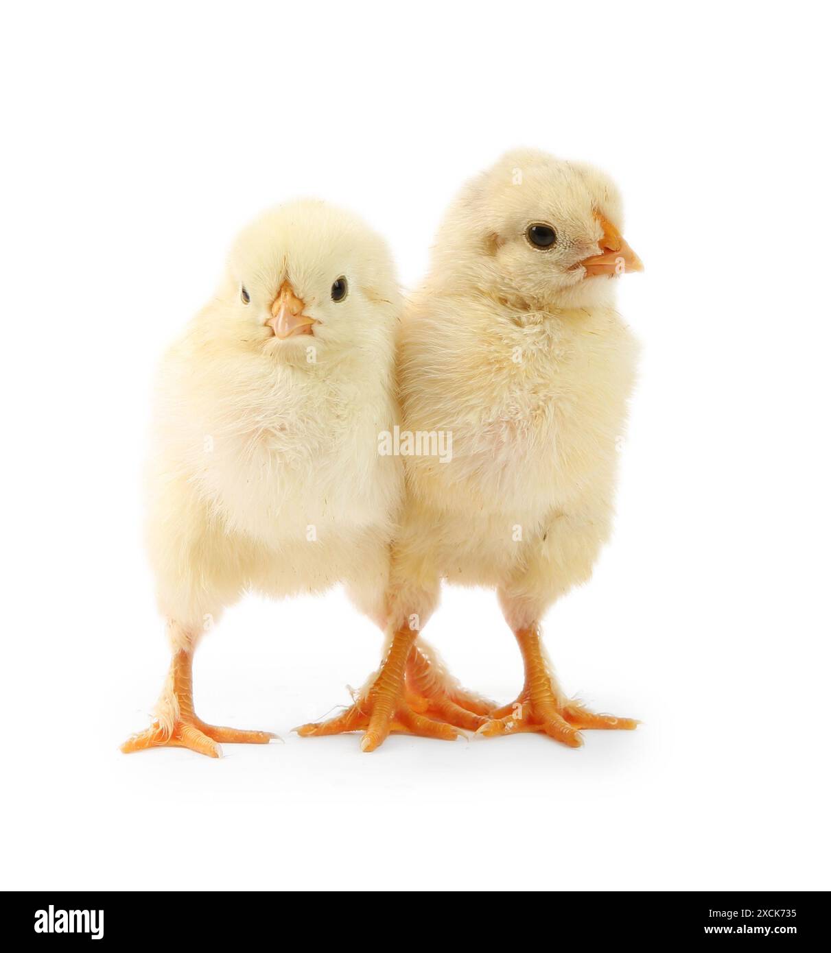 Two cute chicks isolated on white. Baby animals Stock Photo - Alamy