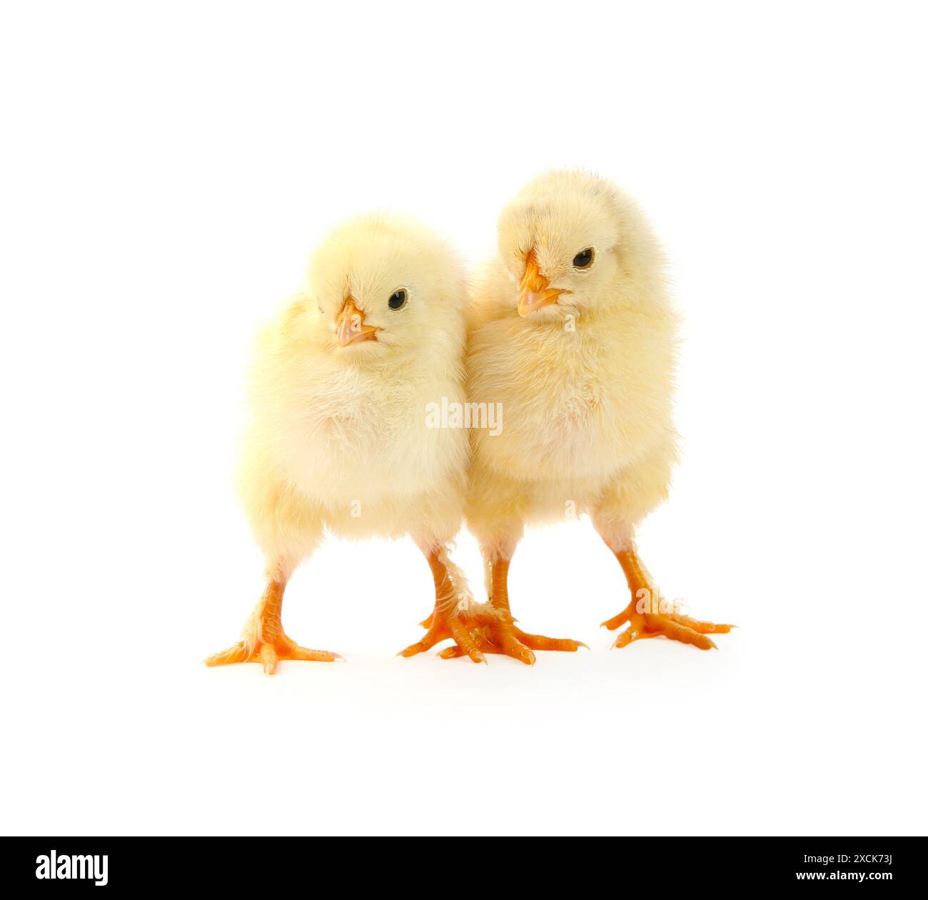 Two cute chicks isolated on white. Baby animals Stock Photo - Alamy