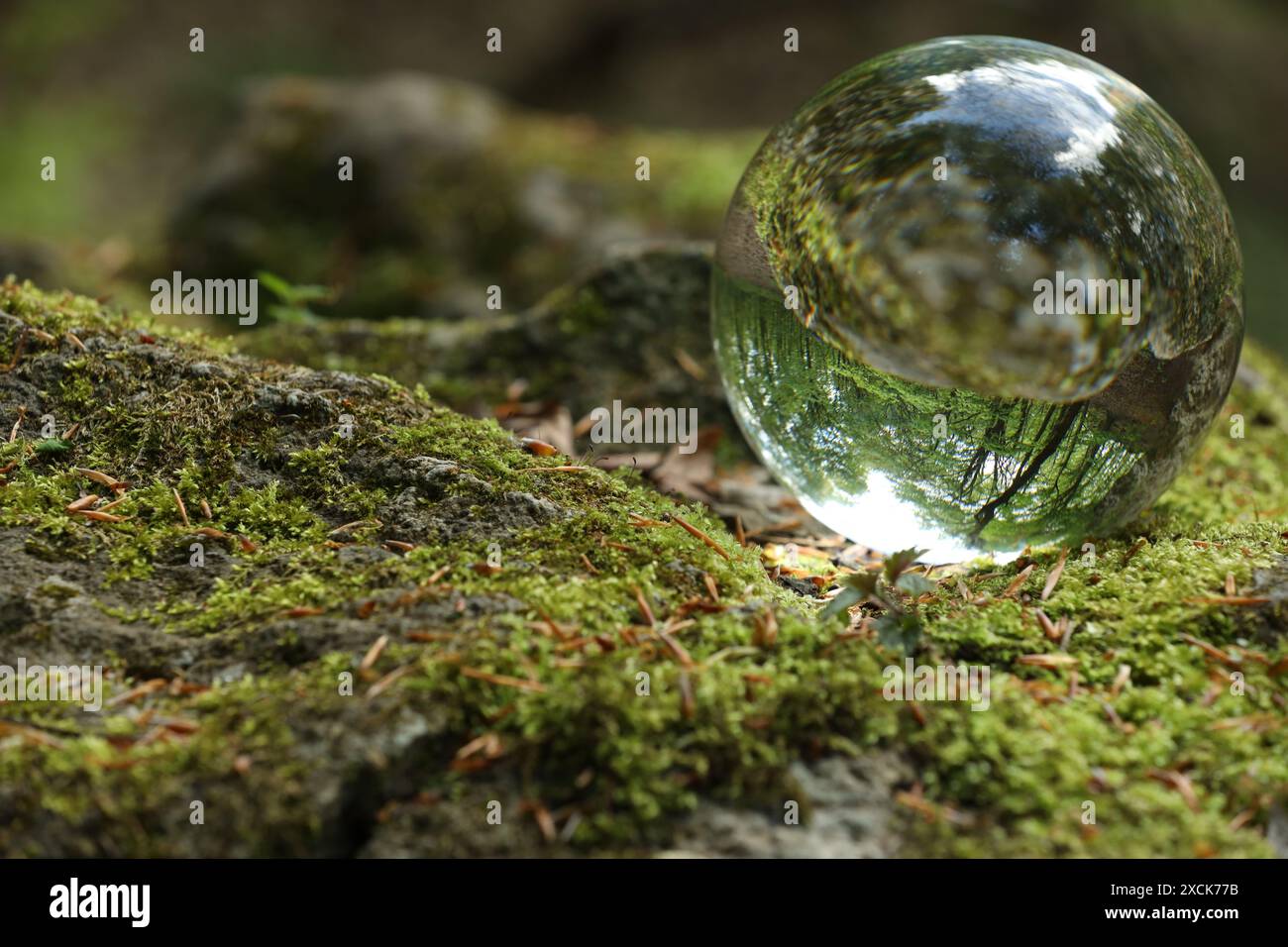 Beautiful forest with green trees, overturned reflection. Crystal ball ...