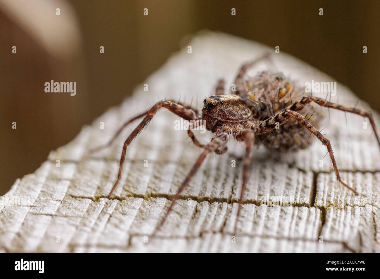 Tierwelt, Spinnen 2024-06-17, GER, Bayern, Passau: unbestimmte ...