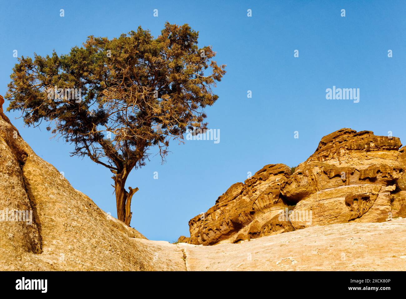 Lone tree in Wadi Rum valley, Jordan Stock Photo - Alamy