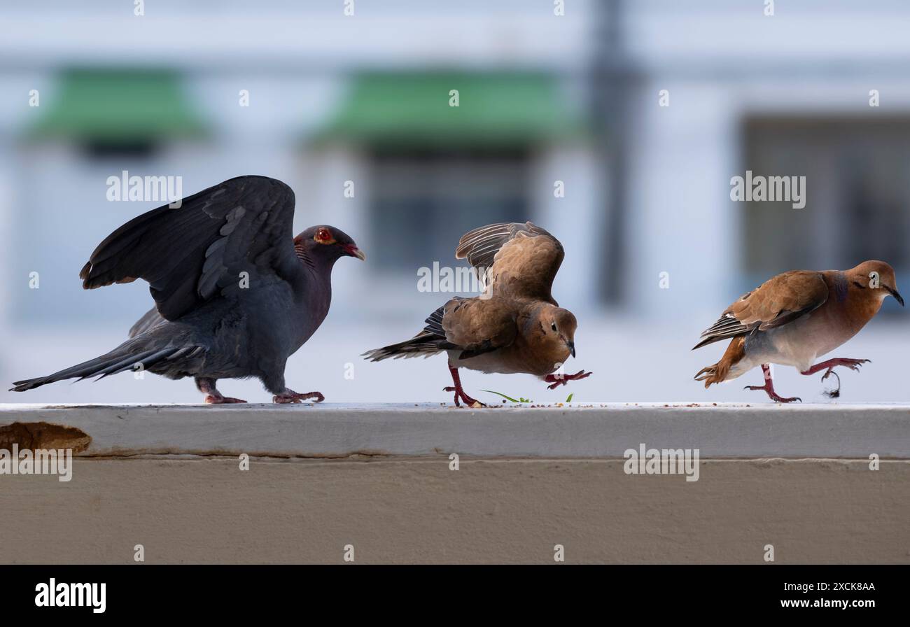 A Scaly-naped Pigeon chases two Zenaida doves along a wall in ...