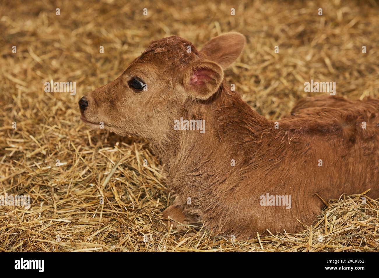 Cute newborn calf on a farm in Denmark close-up Stock Photo - Alamy