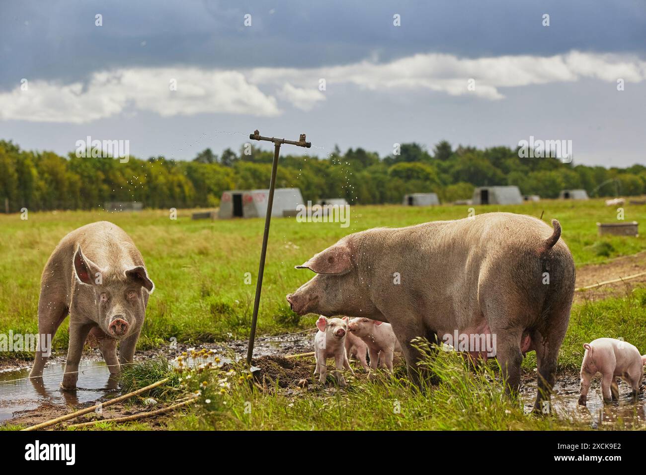 Maternal pig hi-res stock photography and images - Alamy