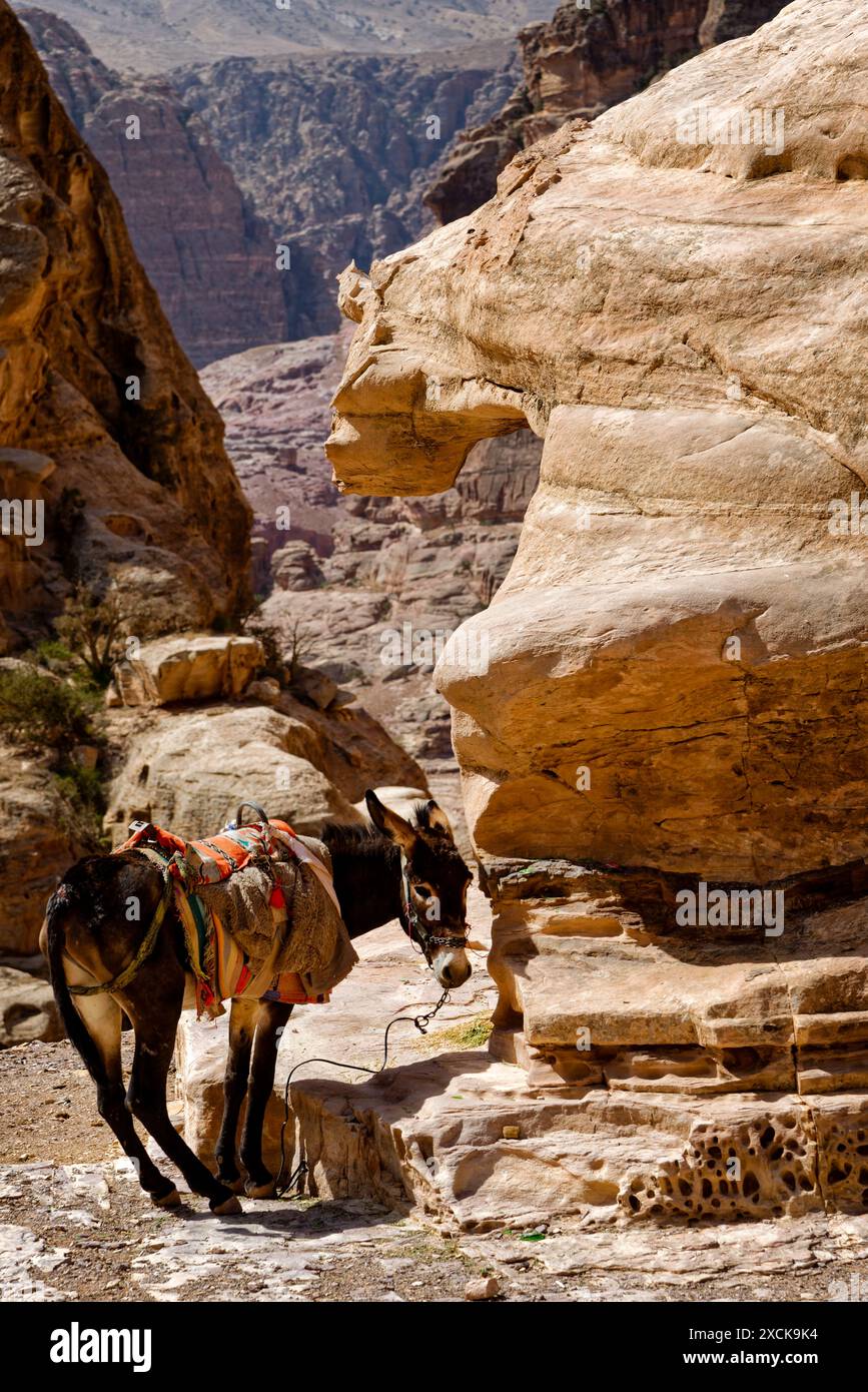 Mule in Wadi Rum valley, Jordan Stock Photo - Alamy