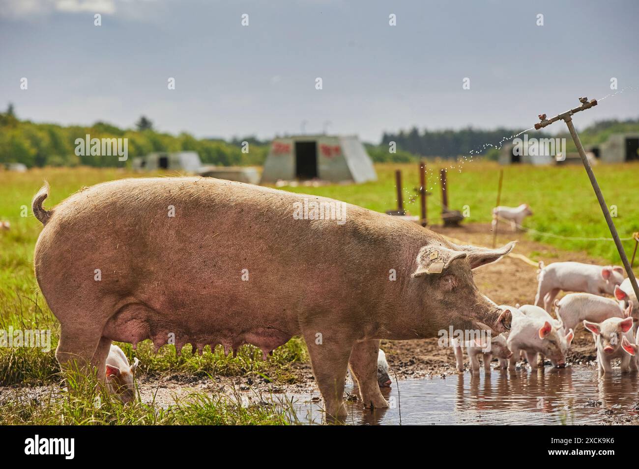 Eco pig farm in the field in Denmark Stock Photo - Alamy