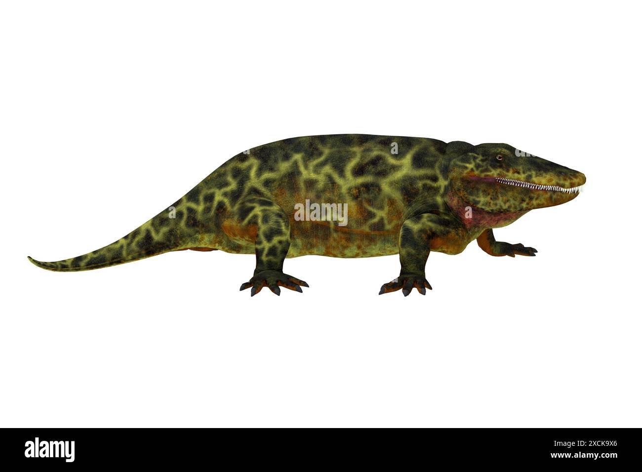 Eryops was an semi-aquatic ambush predator much like the modern crocodile and lived in Texas ...