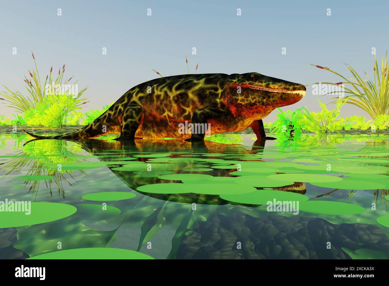 Eryops was an semi-aquatic ambush predator much like the modern ...