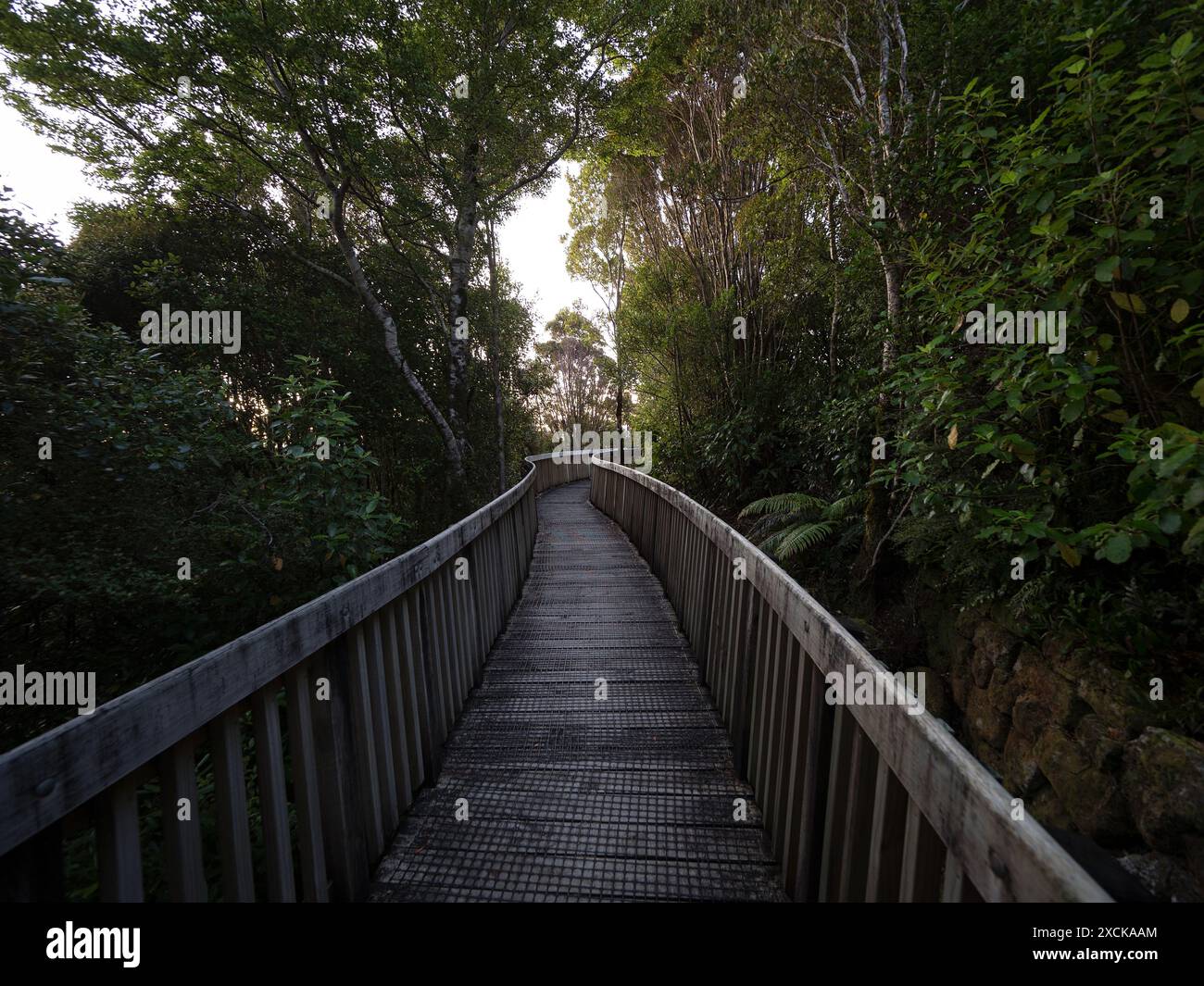 Wooden treetop path walkway leading through lush thick green bush ...