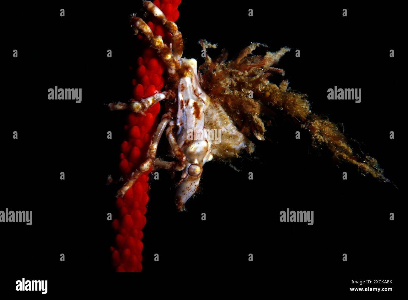 Close-up of a Xeno Crab (Xenocarcinus sp.) on a Red Whip Coral. Ambon ...