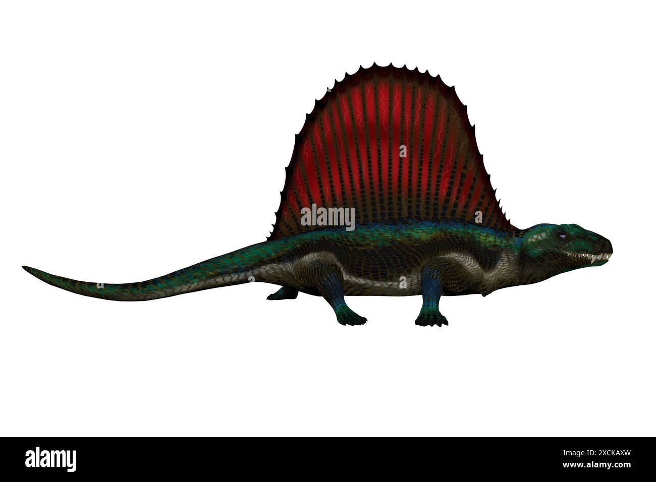 Dimetrodon was a mammal-like sailback reptile that lived in the Permian ...