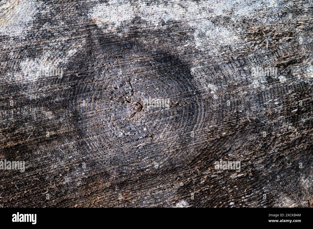 Tree rings old weathered wood texture with the cross section of a cut log Stock Photo - Alamy