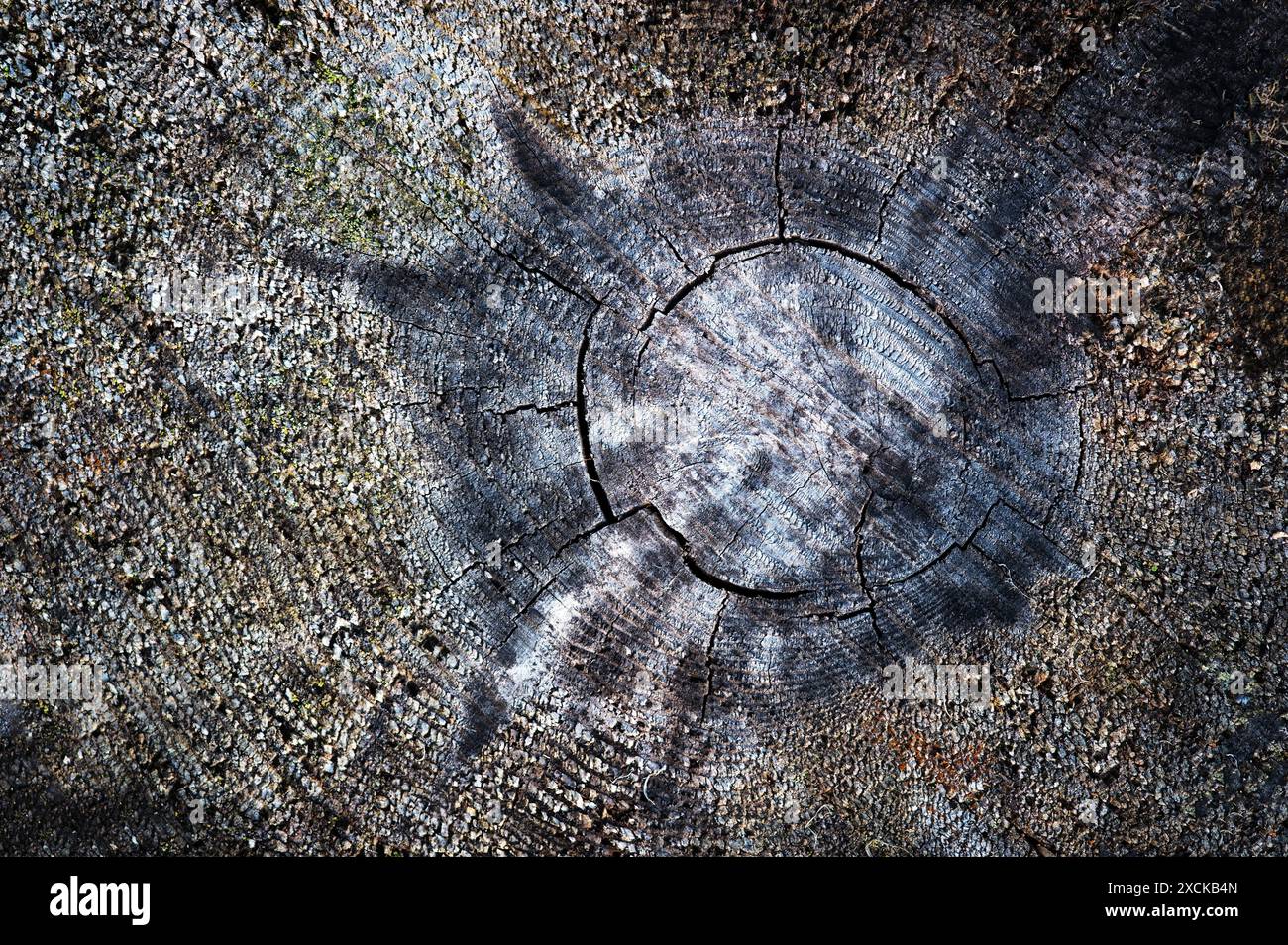 Tree rings old weathered wood texture with the cross section of a cut log Stock Photo - Alamy