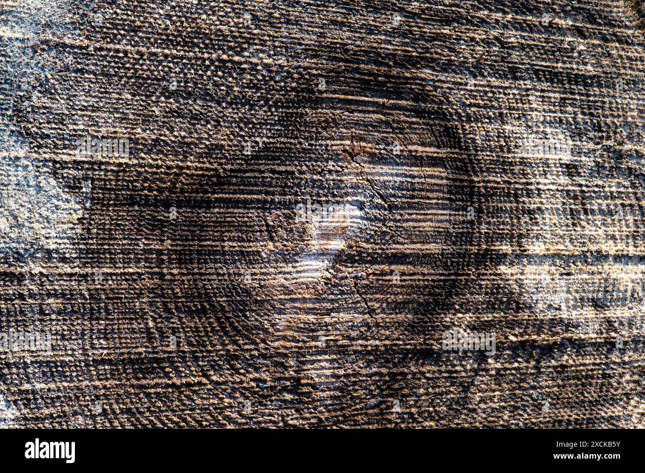 The texture is wooden with large cracks on the cut that form a web of ...