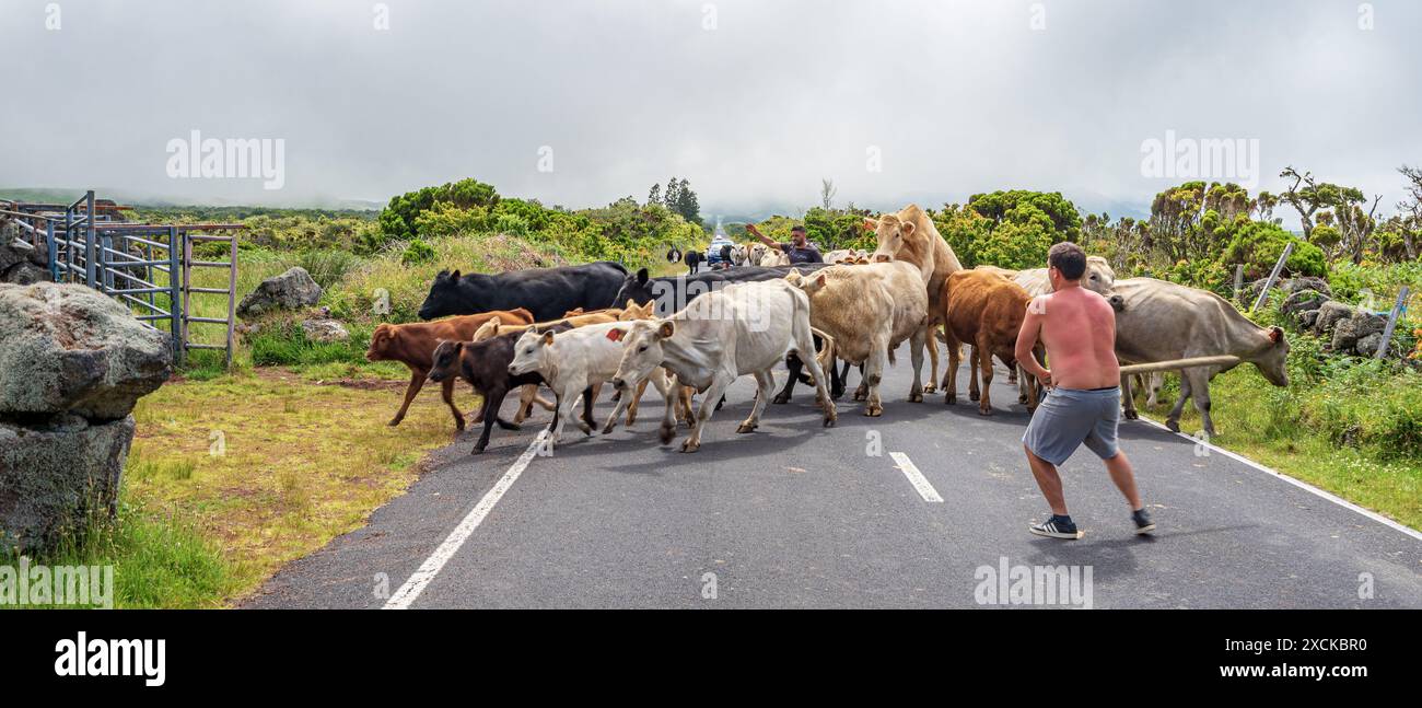 Several cows on the tar road in Pico island of the Azores archipelago ...