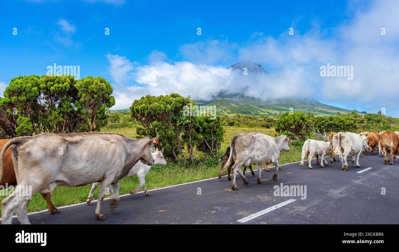 Several cows on the tar road in Pico island of the Azores archipelago ...
