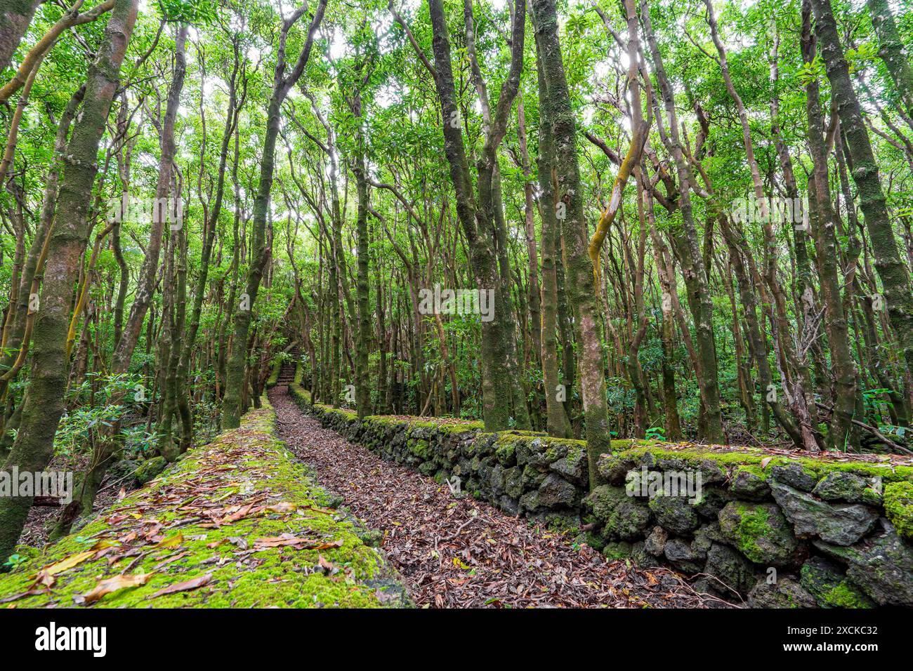 Idyllic pedestrian path with green and red vegetation colors of the ...