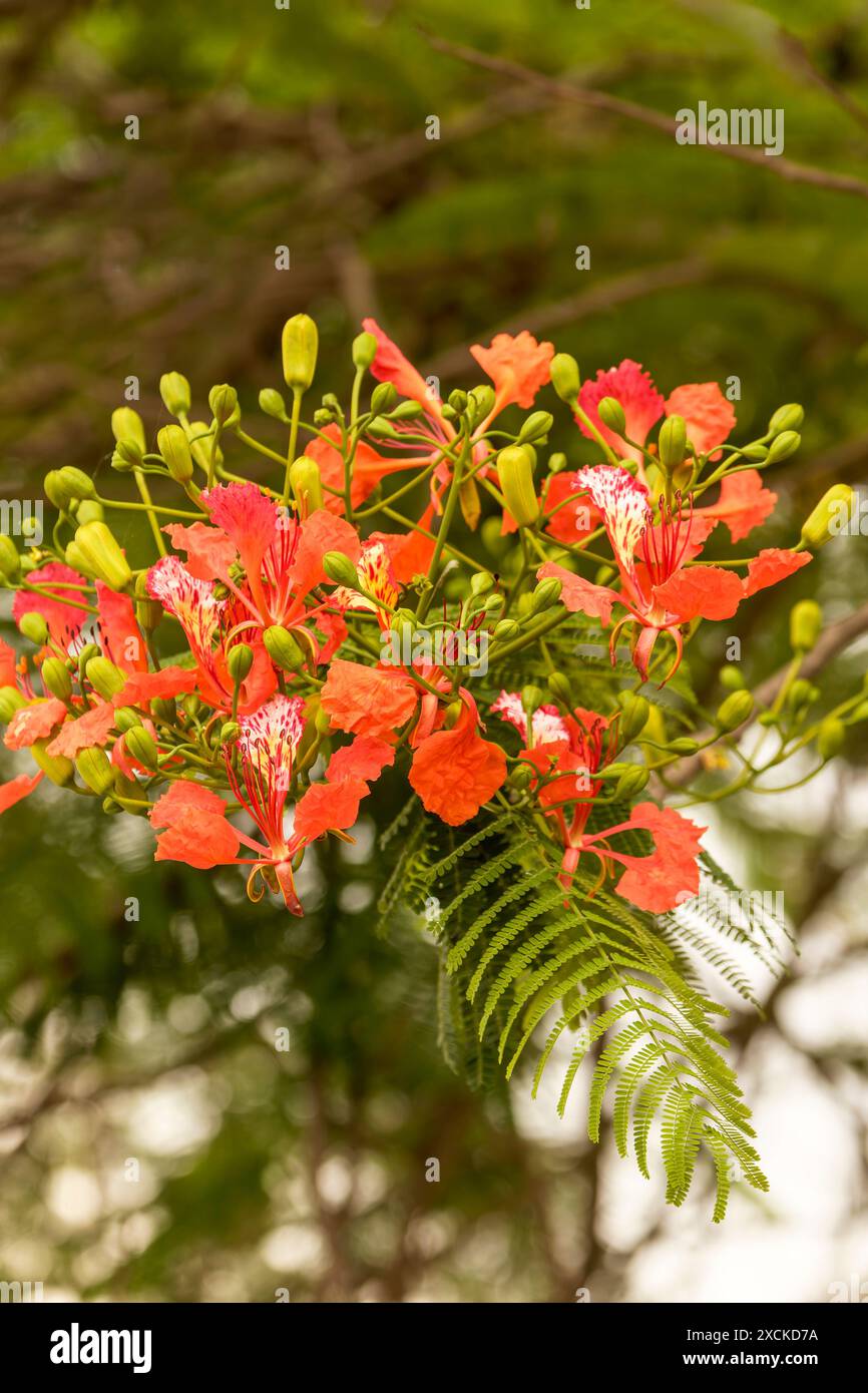 Stunningly beautiful Phoenix Flower, Delonix Regia, blooming in Vietnam ...