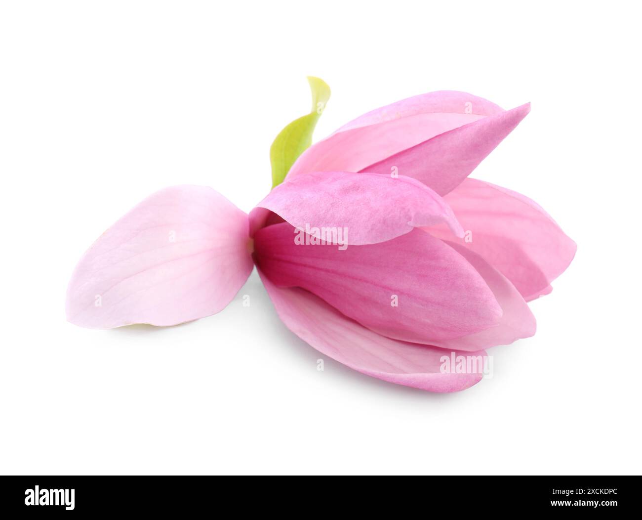Magnolia flower on tree Cut Out Stock Images & Pictures - Alamy