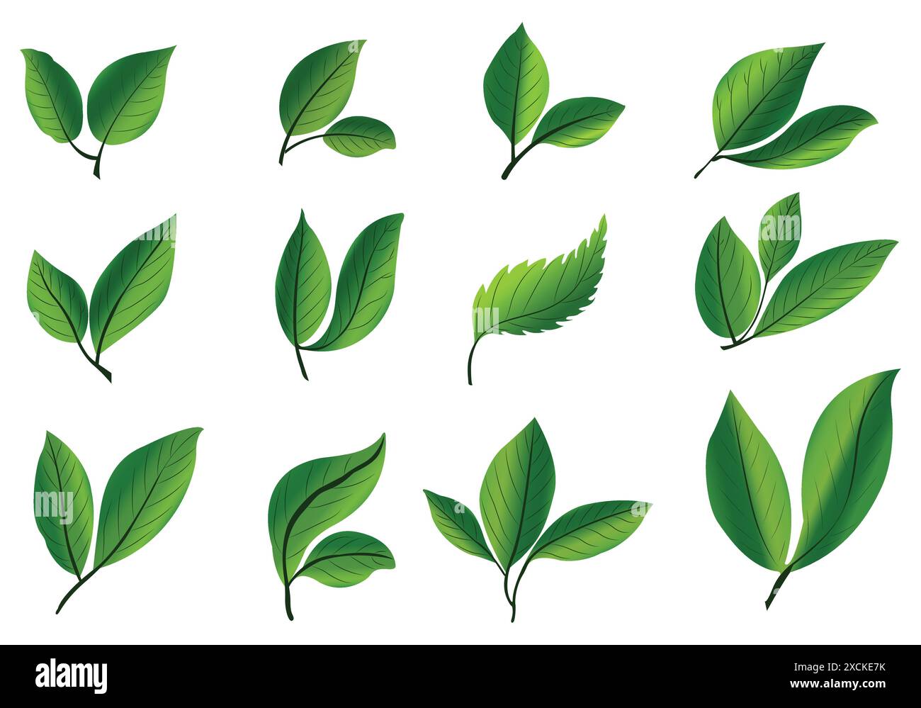 Realistic green tropical plants Stock Vector Images - Alamy