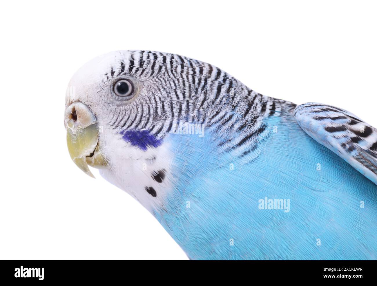 Beautiful bright parrot on white background. Exotic pet Stock Photo - Alamy