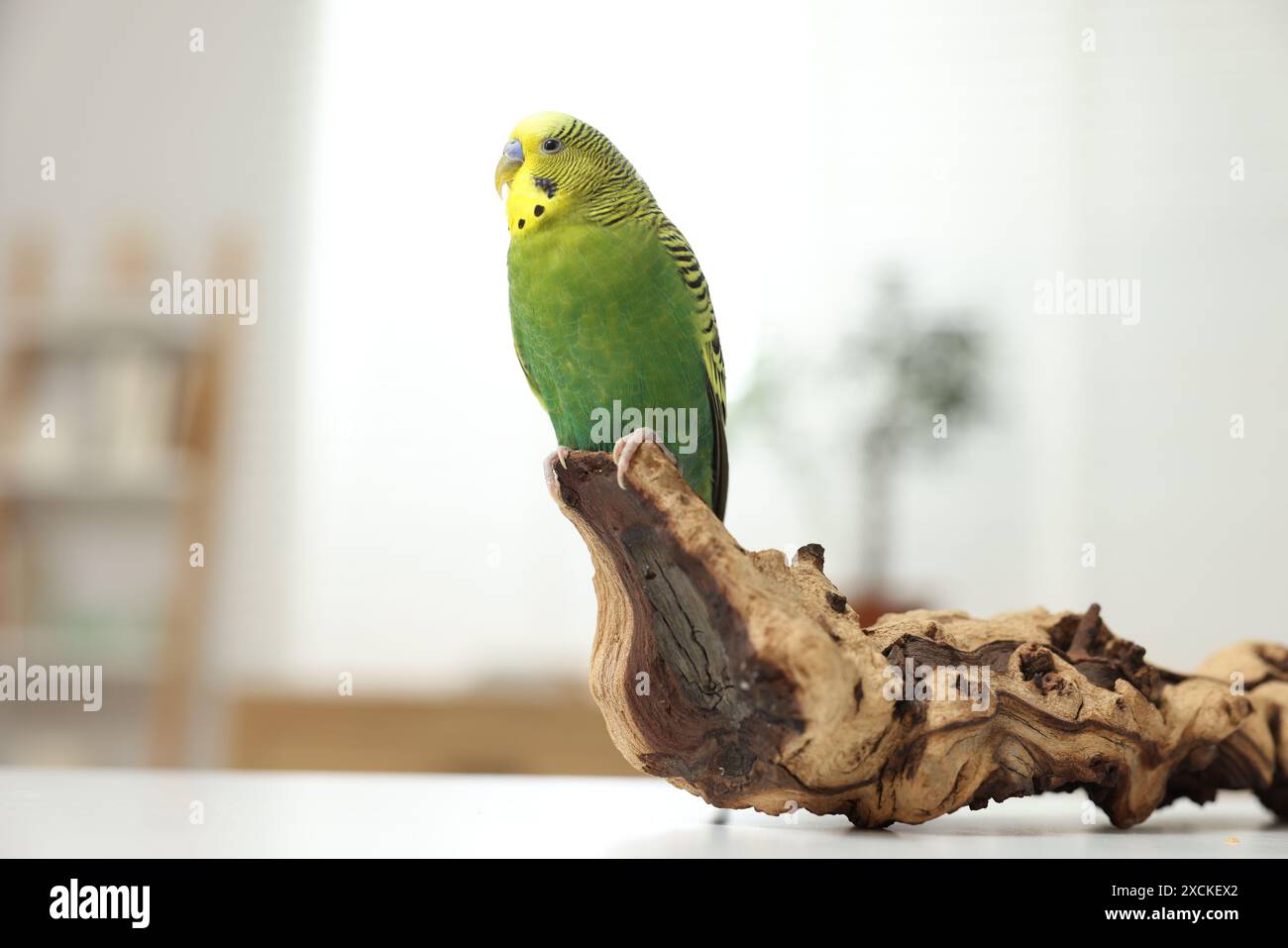 Pet parrot. Beautiful budgerigar sitting on snag on table indoors ...