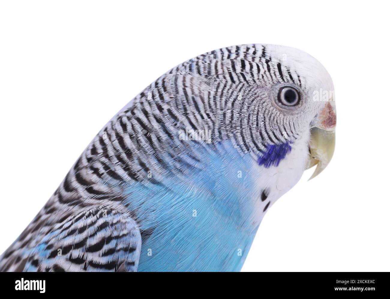 Beautiful bright parrot on white background. Exotic pet Stock Photo - Alamy