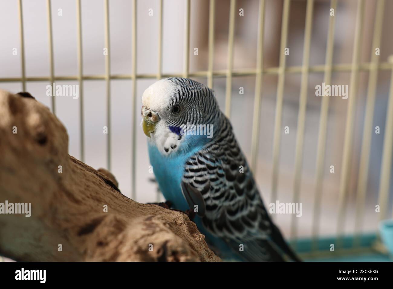 Beautiful exotic bird hi-res stock photography and images - Alamy