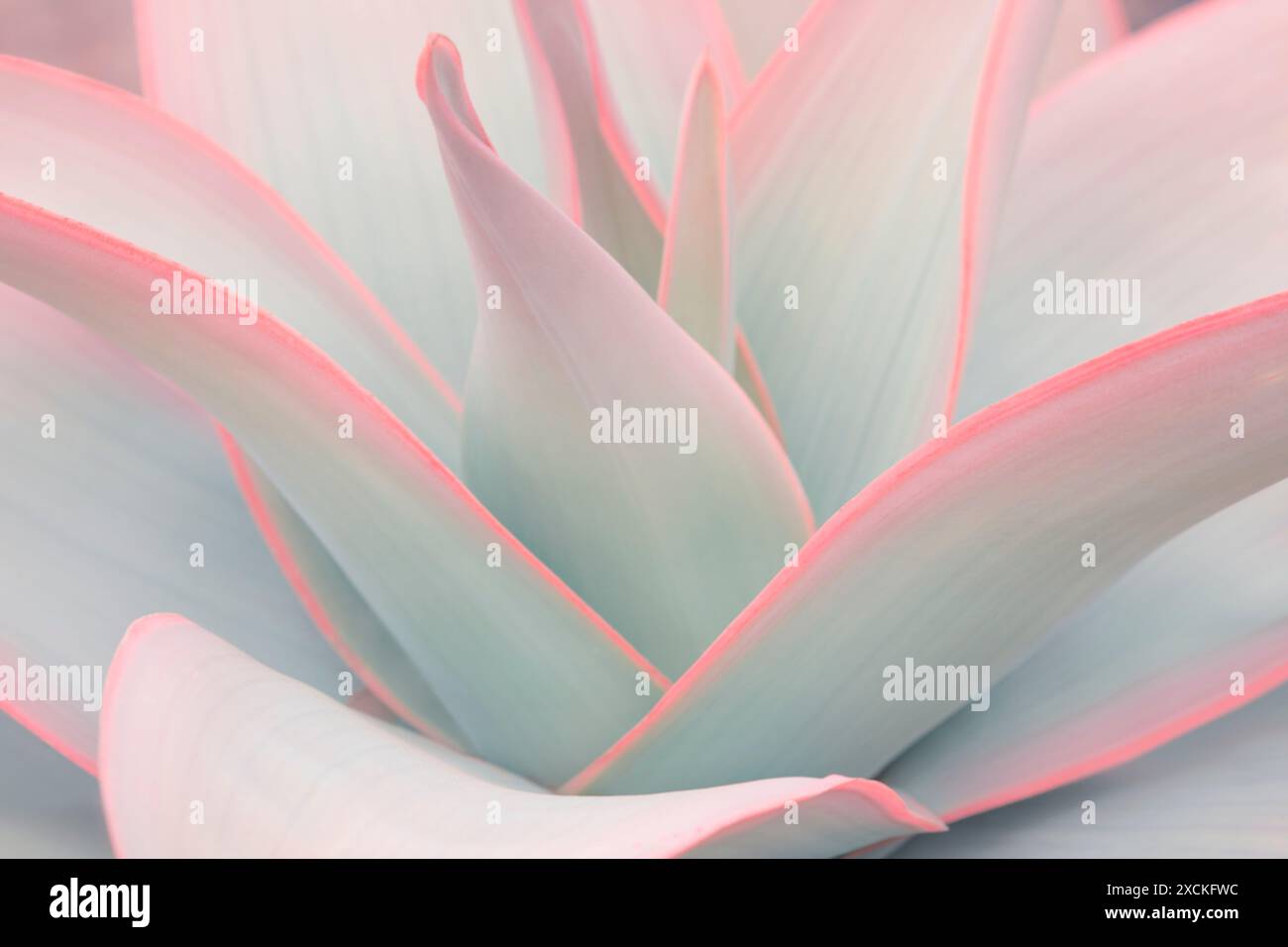 Agave leaves in trendy pastel colors for design backgrounds, or printed ...