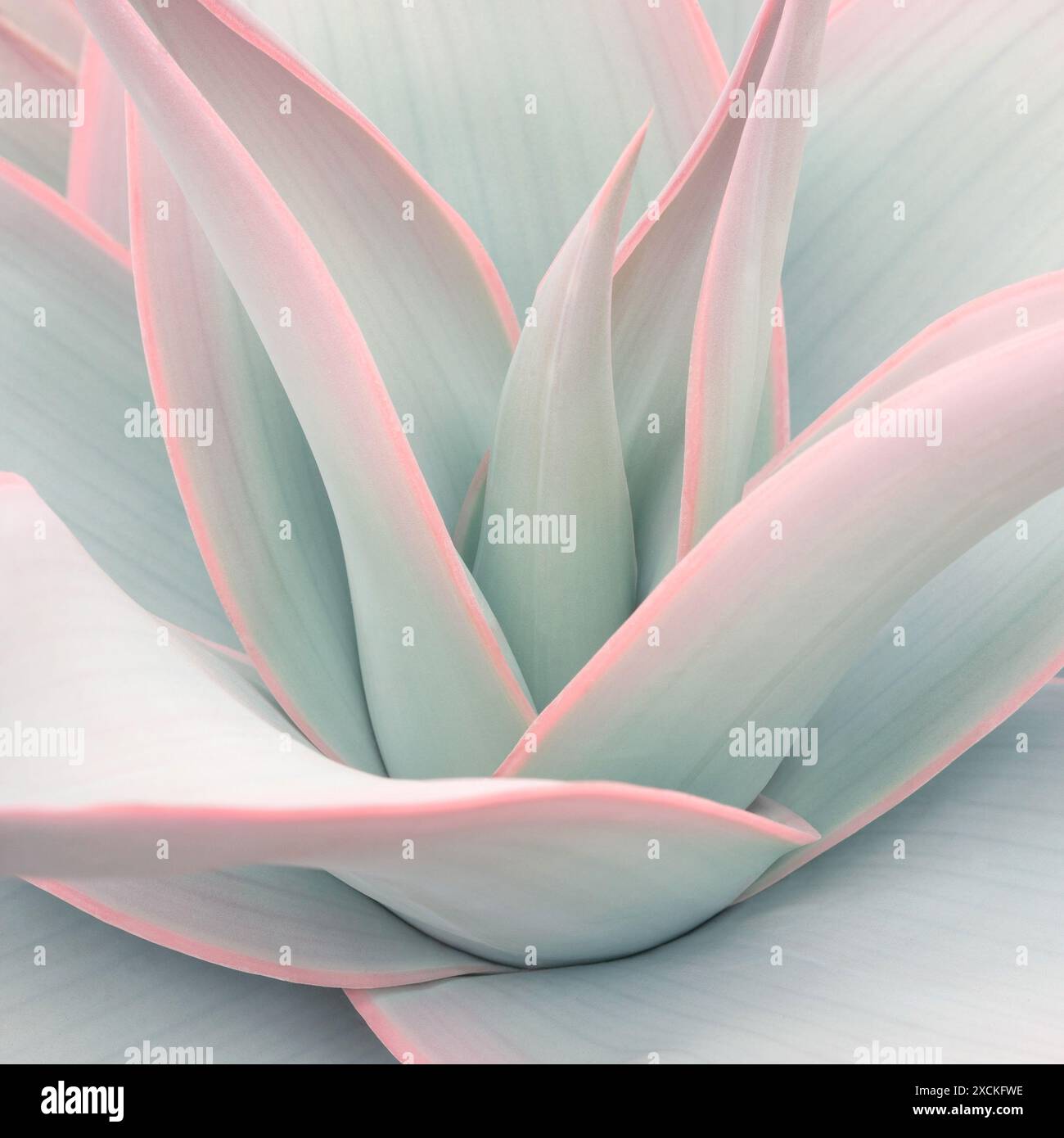 Agave leaves in trendy pastel colors for design backgrounds, or printed ...