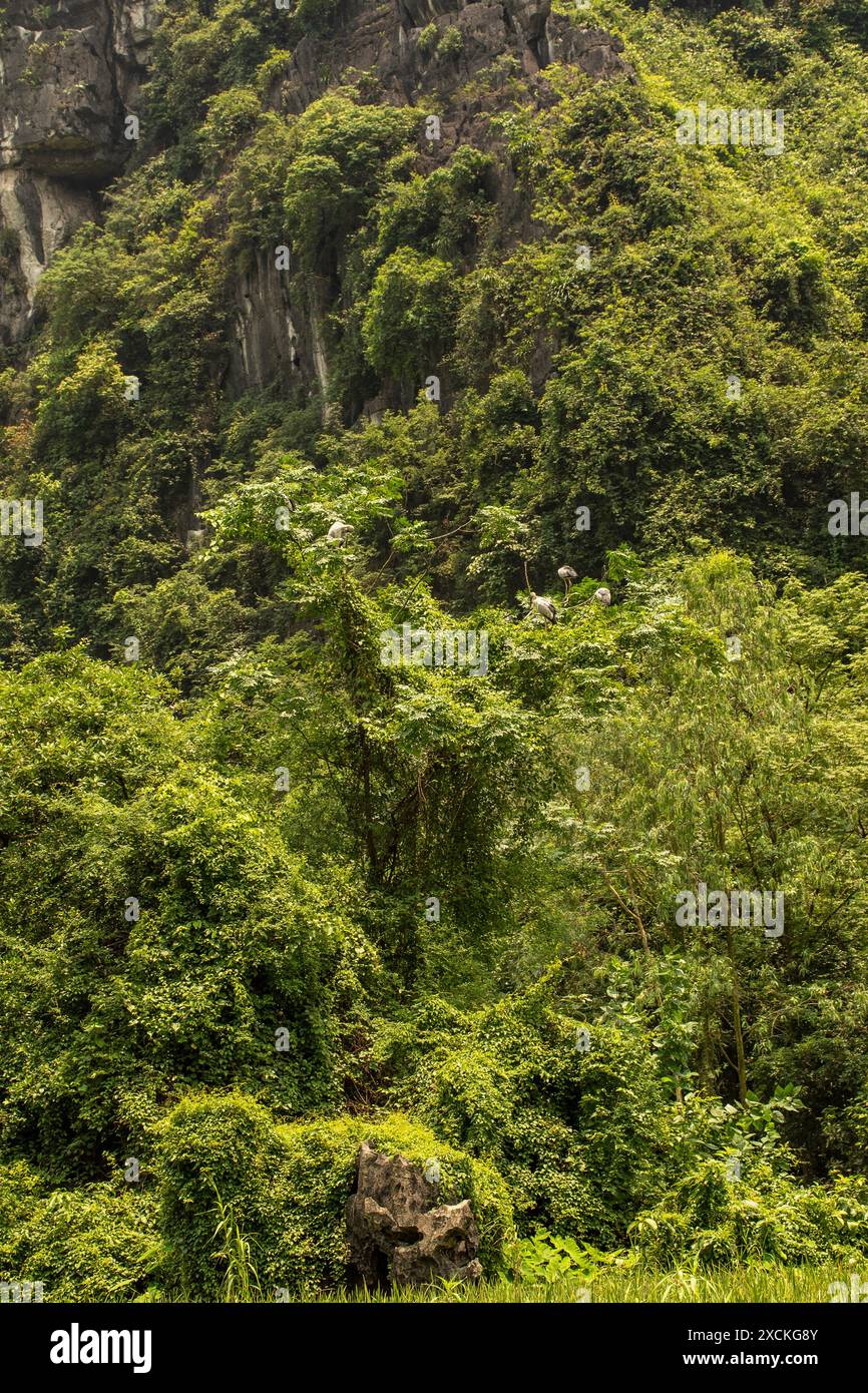 Meandering along the marvellously tranquil Tam Coc river, Ninh Binh ...