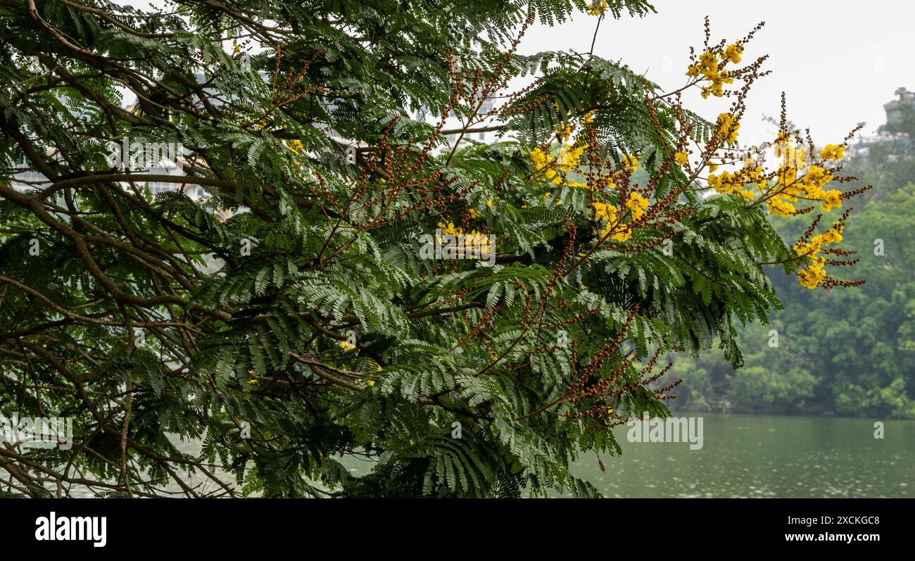 Stunning and pendulous Osaka blossoms, Cassia fistula in bloom, Hanoi ...