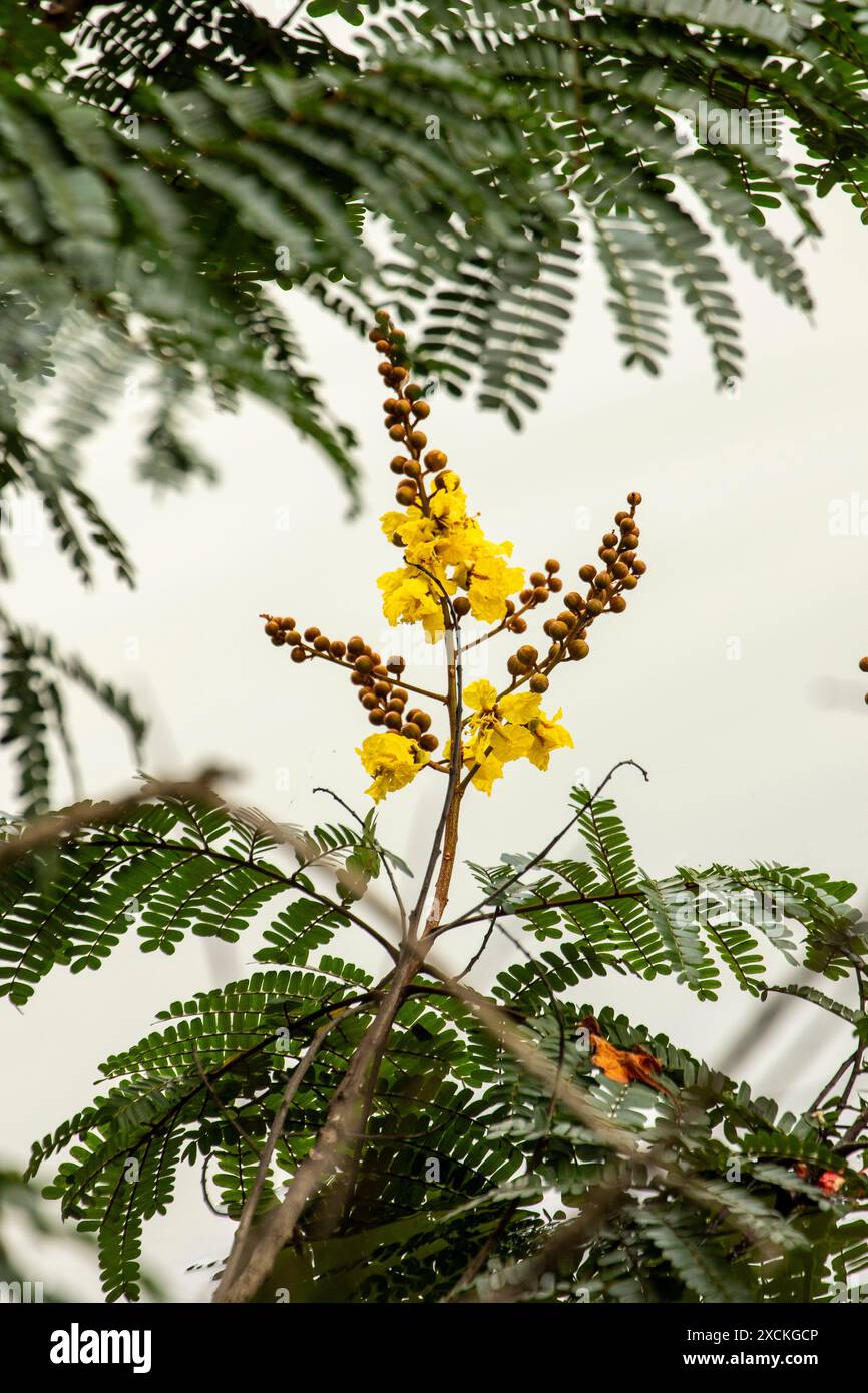 Stunning and pendulous Osaka blossoms, Cassia fistula in bloom, Hanoi ...